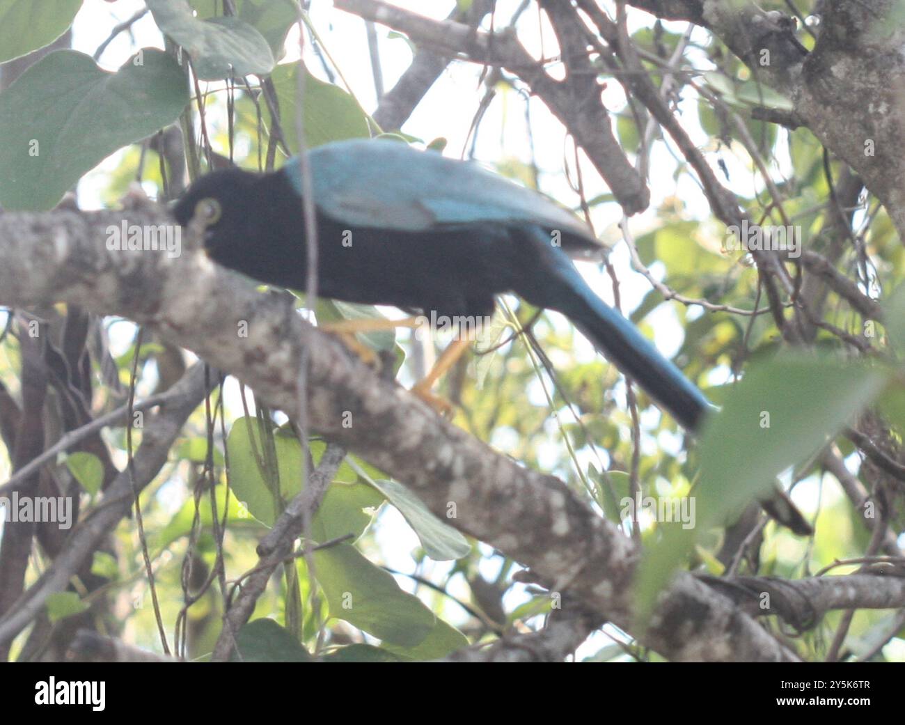 Yucatan Jay (Cyanocorax yucatanicus) Aves Stock Photo - Alamy