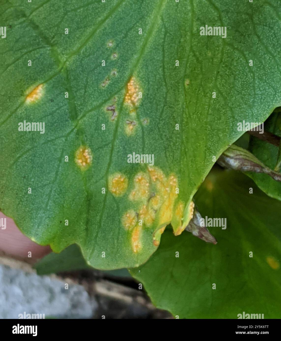 rust fungi (Pucciniales) Fungi Stock Photo - Alamy