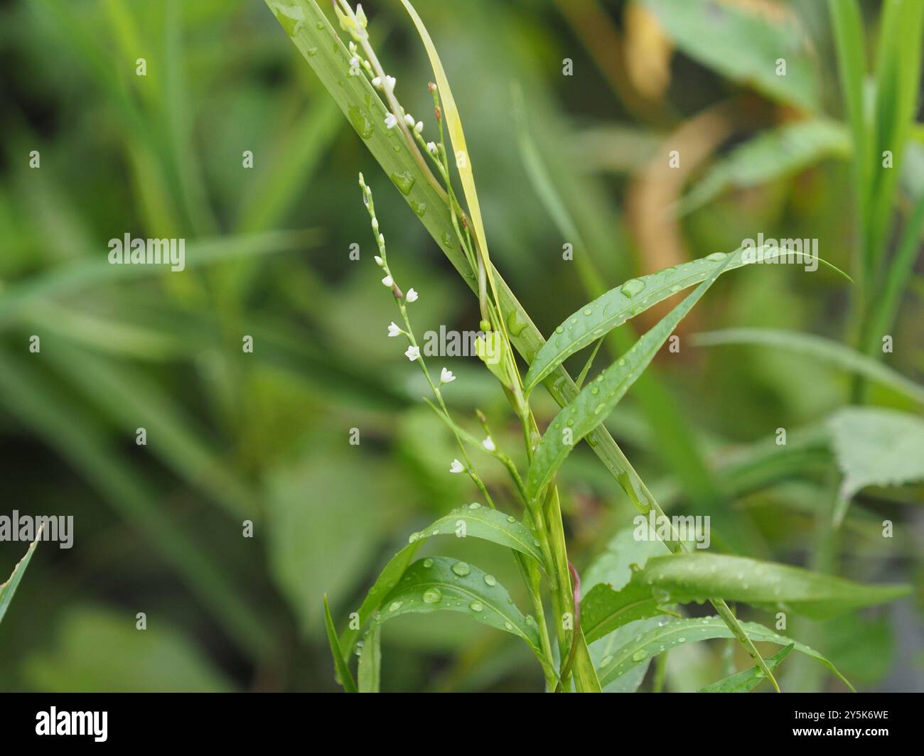 Dotted Smartweed (Persicaria punctata) Plantae Stock Photo - Alamy