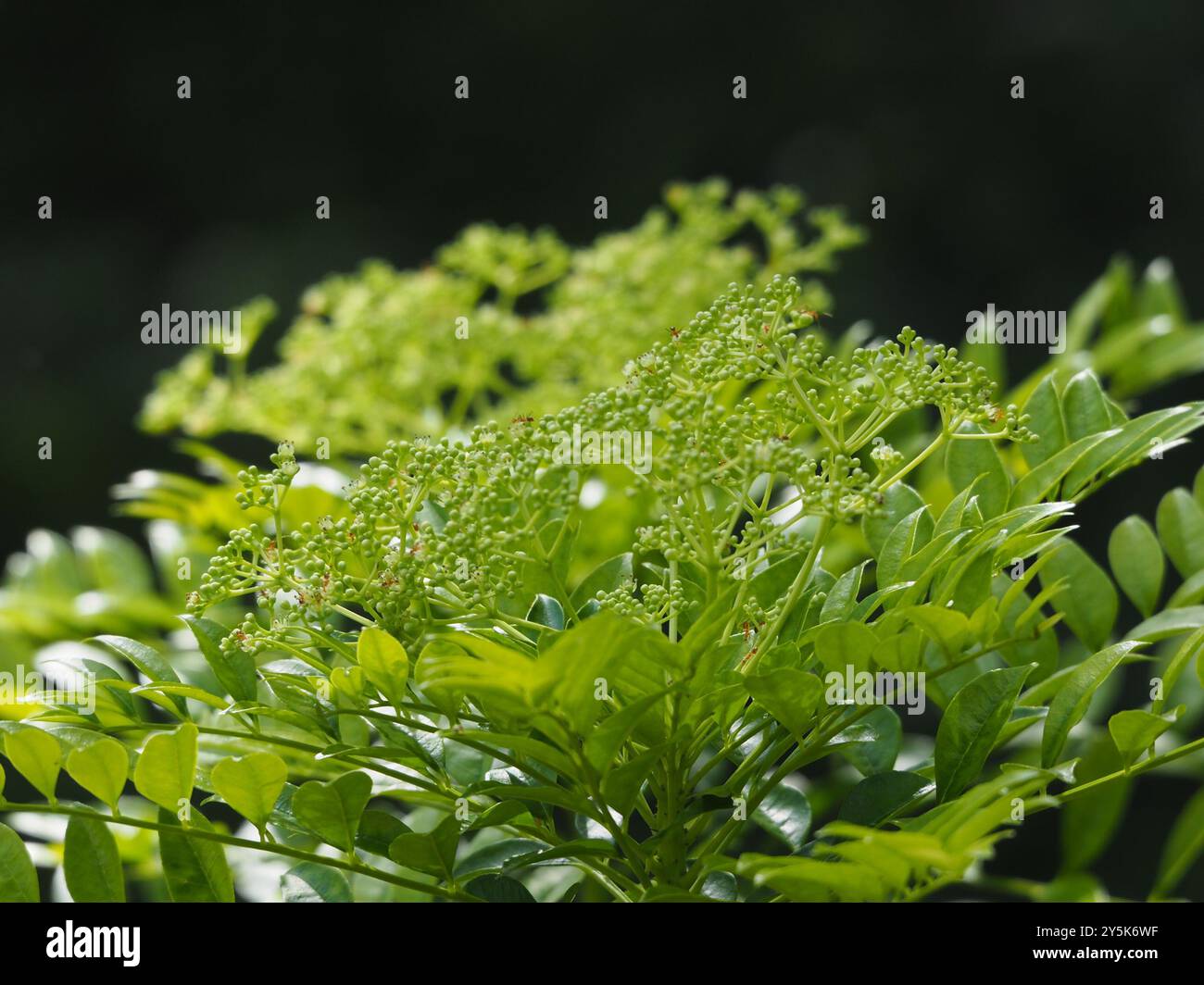 Chinese Wingleaf Prickly Ash (Zanthoxylum avicennae) Plantae Stock ...