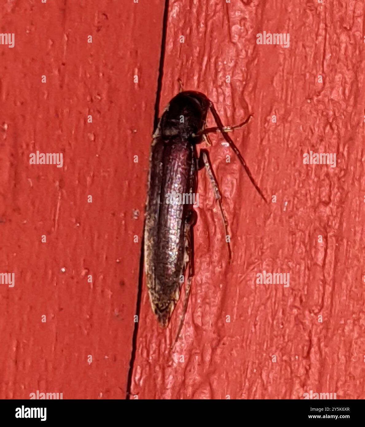 Water, Rove, Scarab, Long-horned, Leaf, and Snout Beetles (Polyphaga ...