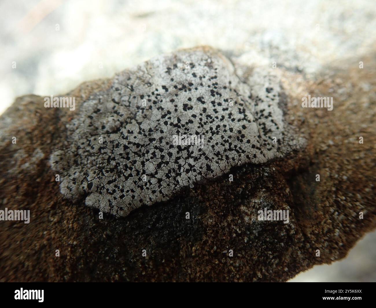 Tile Lichens (Lecidea) Fungi Stock Photo - Alamy