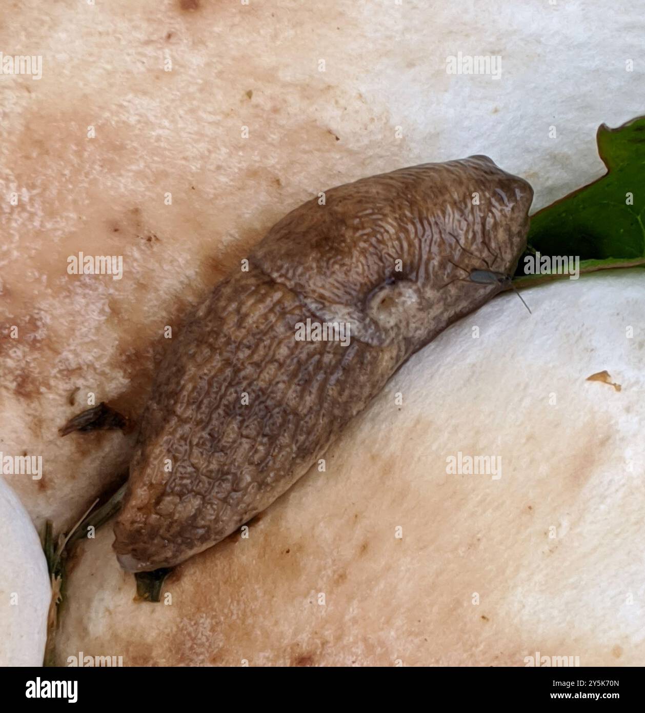 Milky Slug (Deroceras reticulatum) Mollusca Stock Photo - Alamy