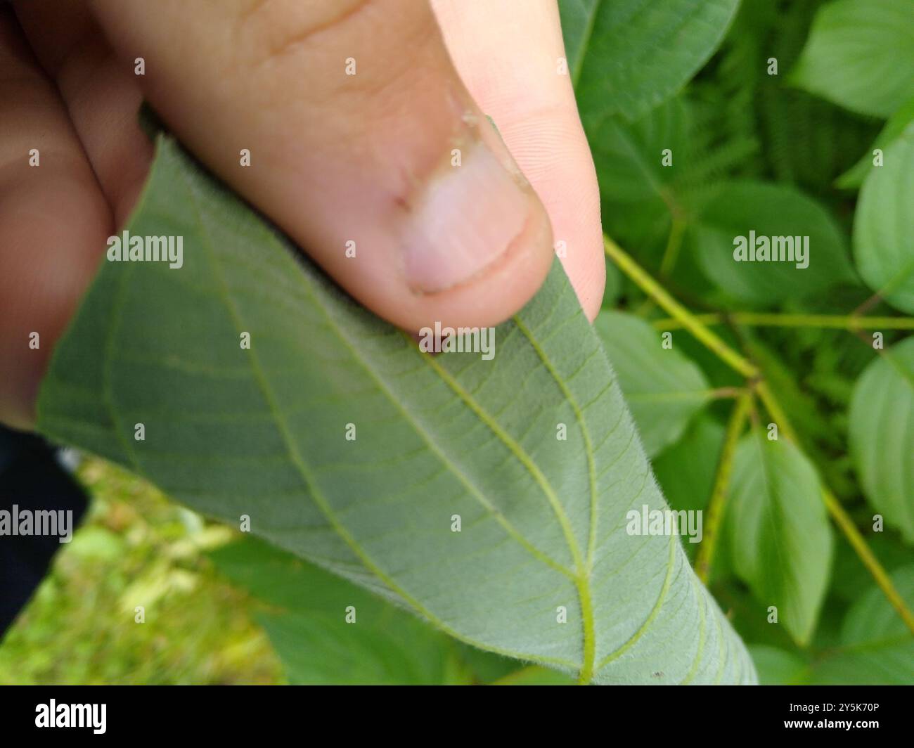 Round-leaved Dogwood (Cornus rugosa) Plantae Stock Photo - Alamy