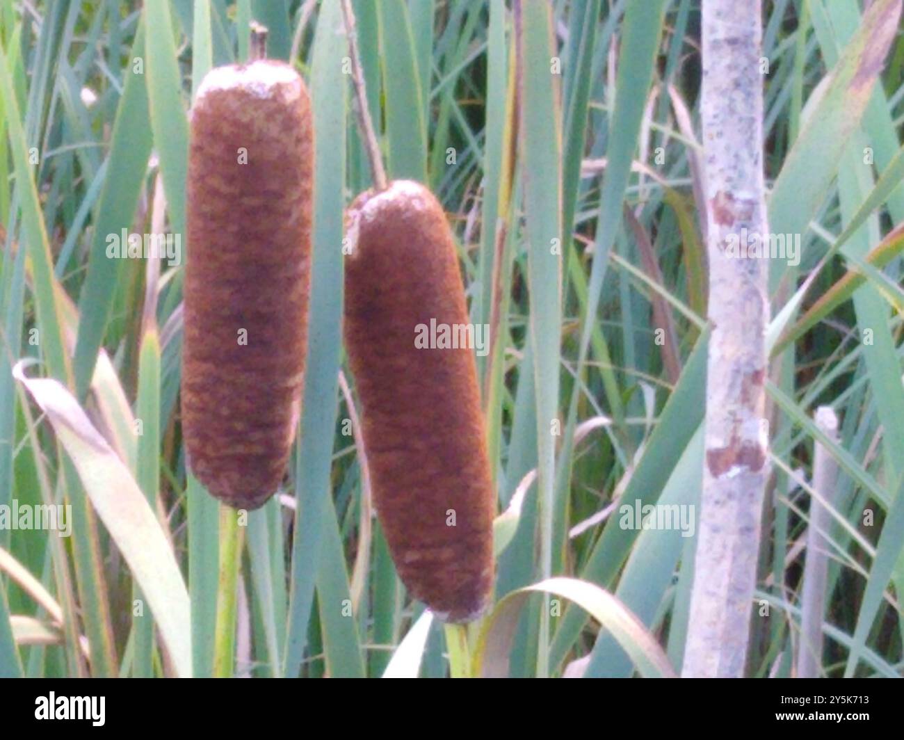 Cattails (Typha) Plantae Stock Photo - Alamy