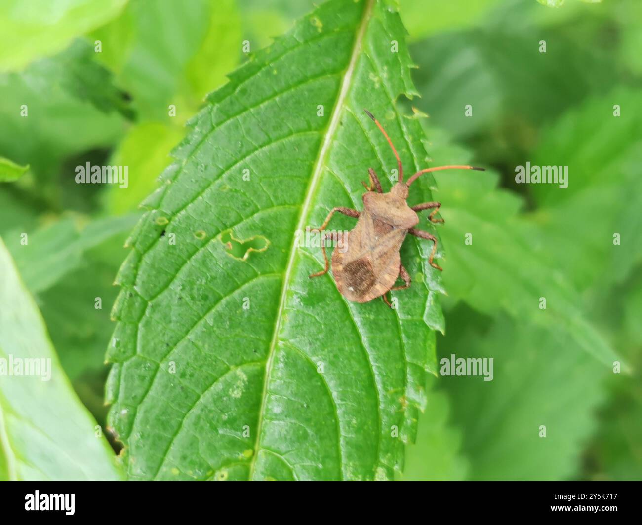 Dock Bug (Coreus marginatus) Insecta Stock Photo - Alamy
