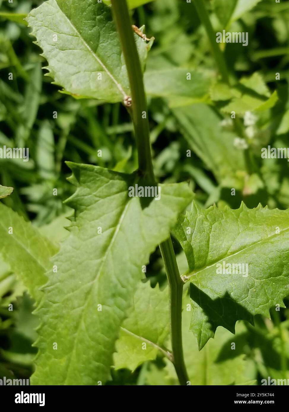 Arrowleaf Senecio (Senecio triangularis) Plantae Stock Photo - Alamy