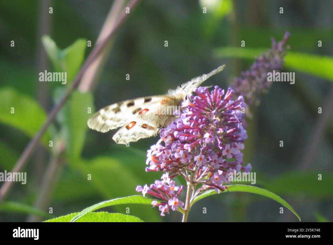 Apollo (Parnassius apollo) Insecta Stock Photo - Alamy