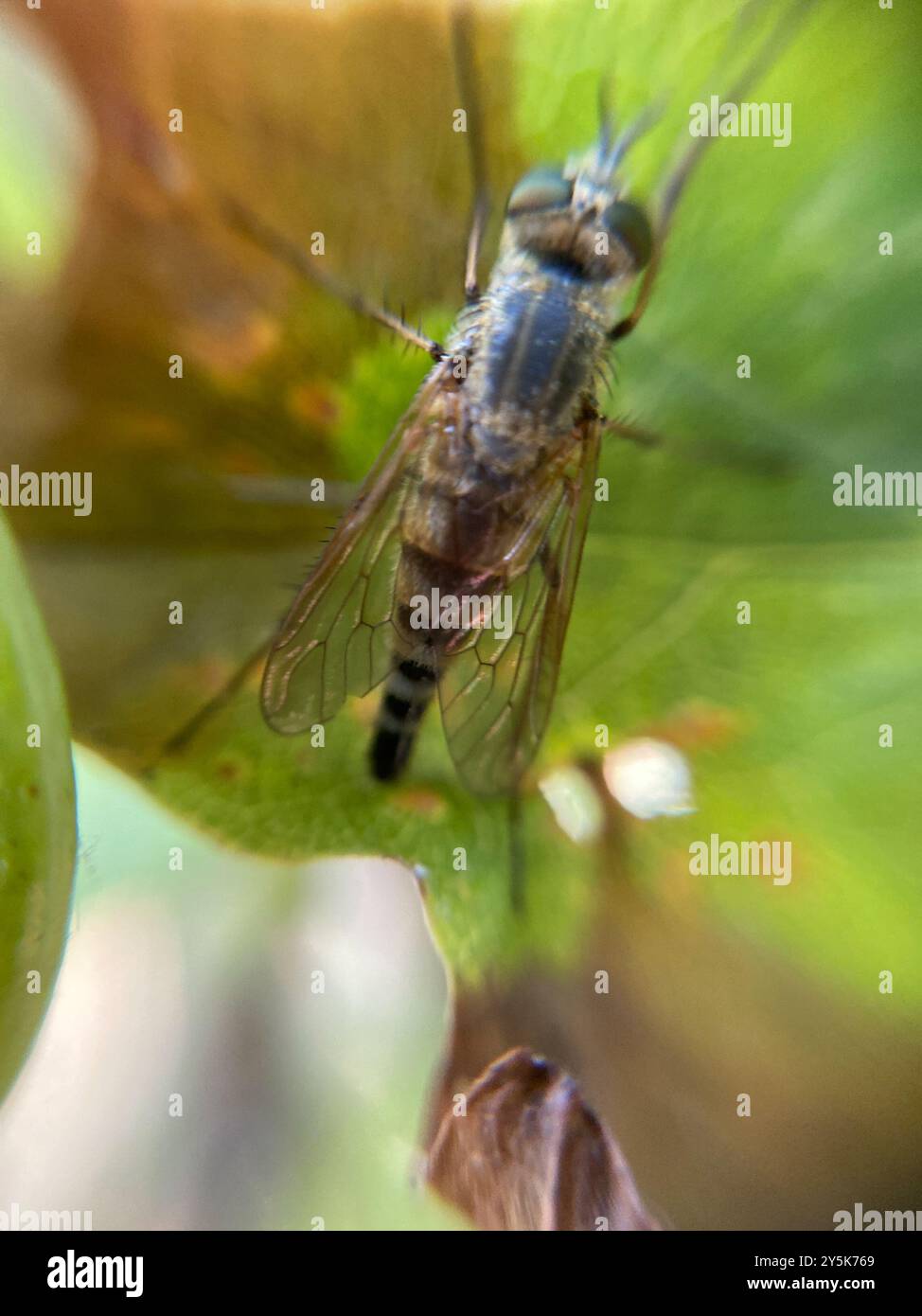 Common Stiletto (Thereva nobilitata) Insecta Stock Photo - Alamy