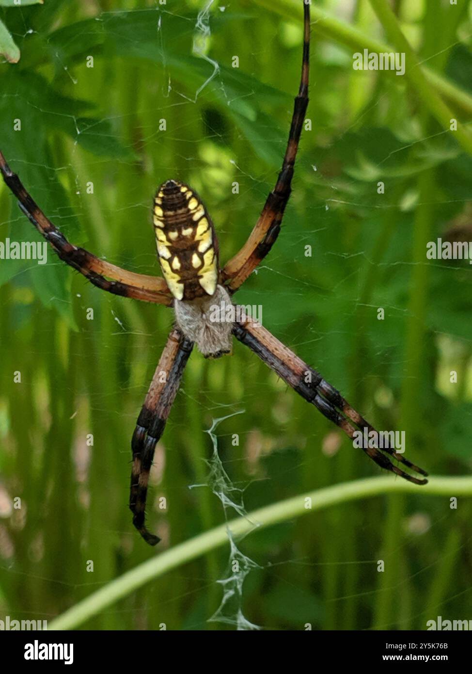Yellow Garden Spider (Argiope aurantia) Arachnida Stock Photo - Alamy