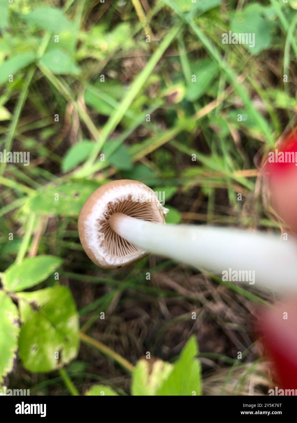 Mower's Mushroom (Panaeolus foenisecii) Fungi Stock Photo - Alamy