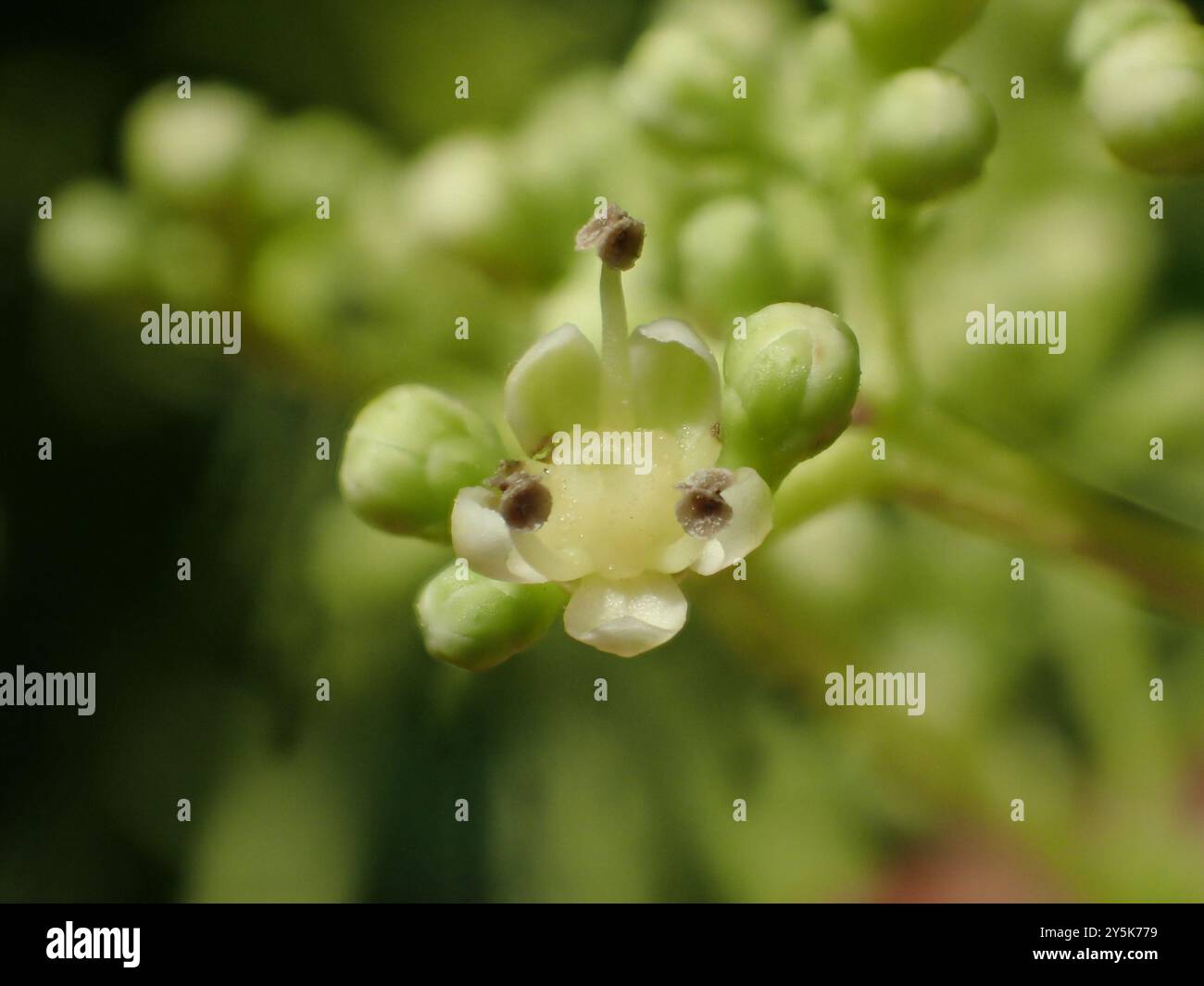 Chinese Wingleaf Prickly Ash (Zanthoxylum avicennae) Plantae Stock ...