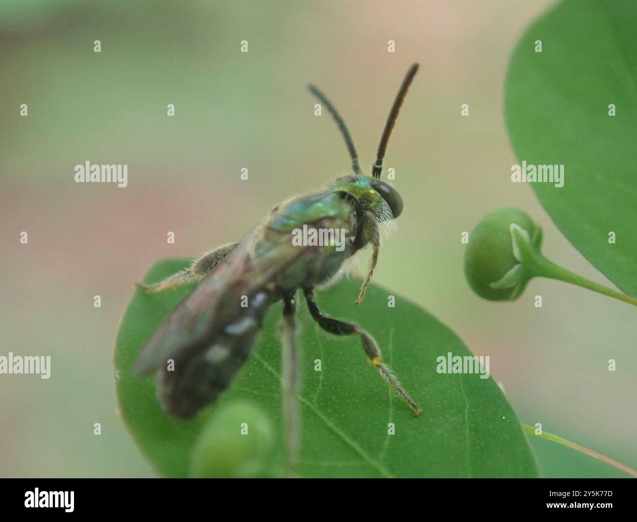Augochlorine Sweat Bees (Augochlorini) Insecta Stock Photo - Alamy