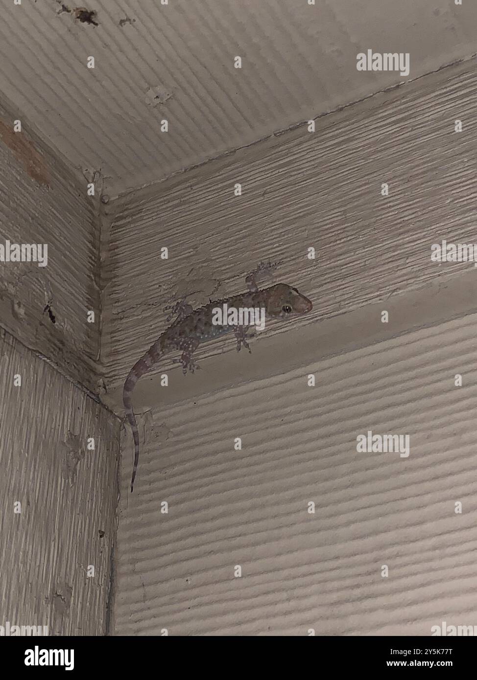 Mediterranean House Gecko (Hemidactylus turcicus) Reptilia Stock Photo ...
