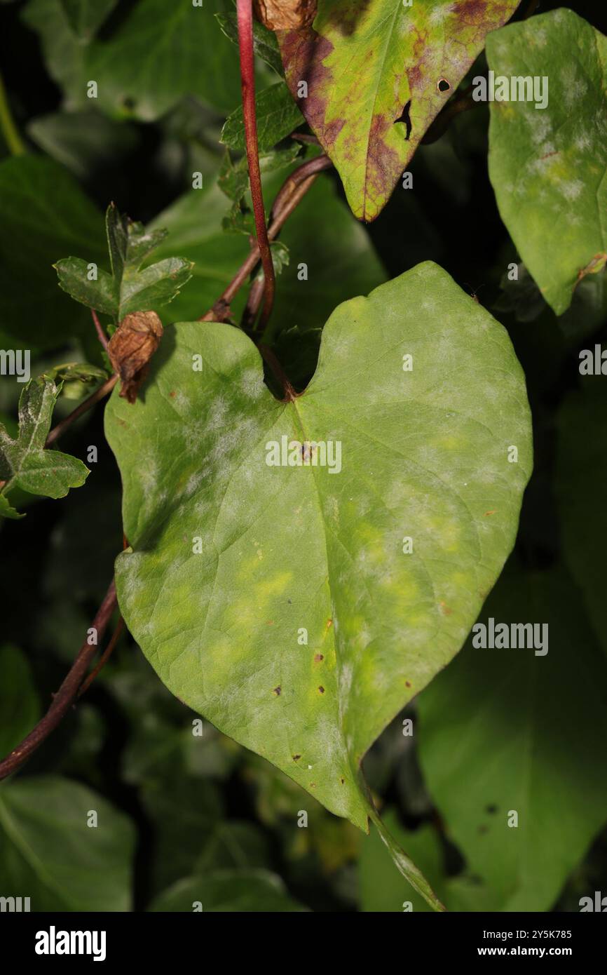 large bindweed (Calystegia silvatica) Plantae Stock Photo - Alamy