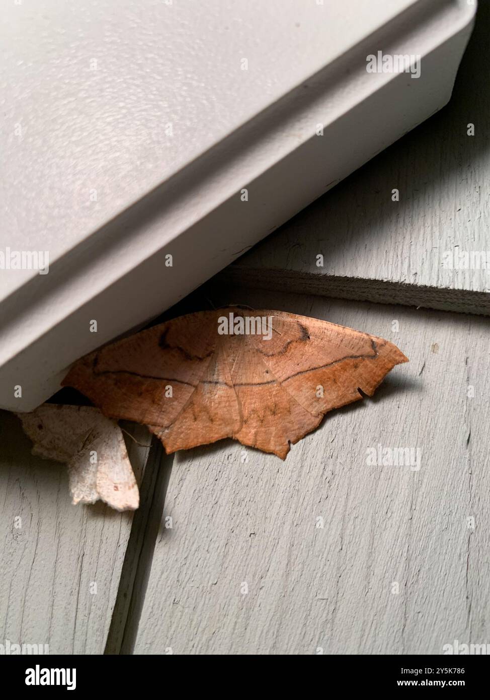 Large Maple Spanworm Moth (Prochoerodes lineola) Insecta Stock Photo - Alamy