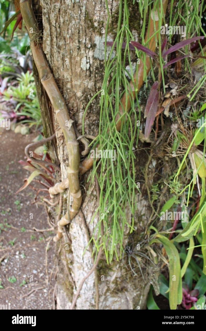 Mistletoe Cactus (Rhipsalis baccifera) Plantae Stock Photo - Alamy