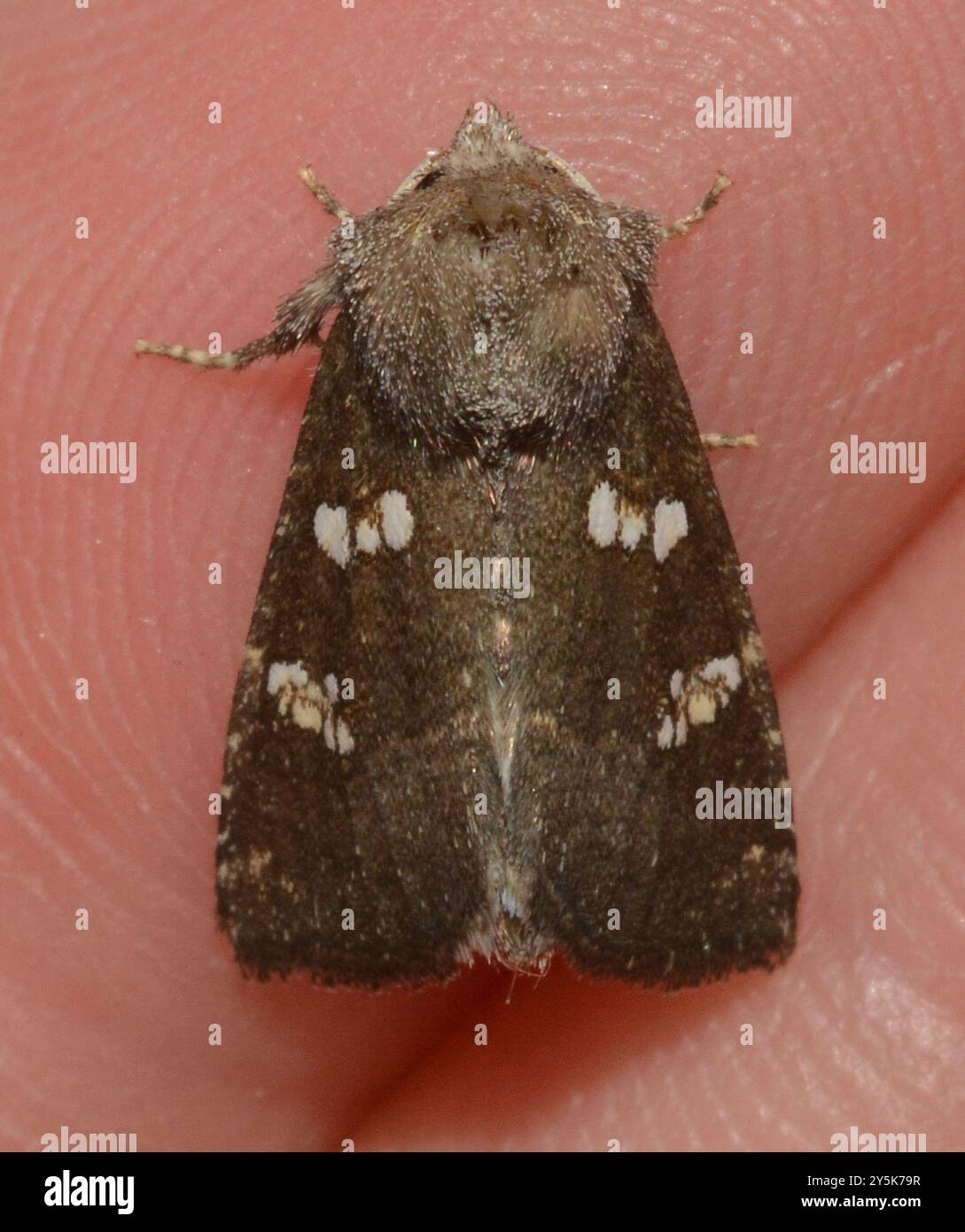 ironweed borer moth (Papaipema limpida) Insecta Stock Photo - Alamy