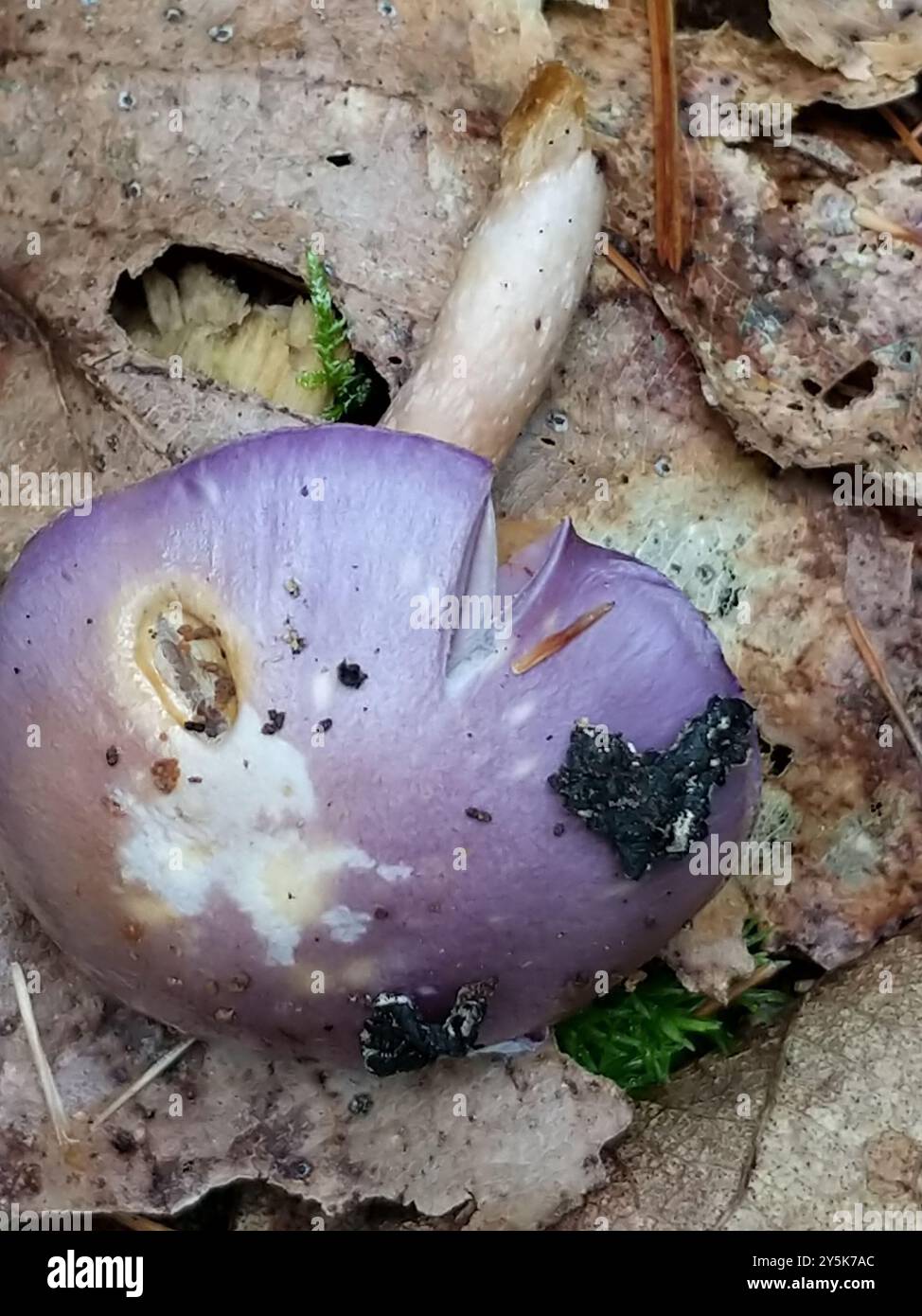Viscid Violet Cort (Cortinarius iodes) Fungi Stock Photo - Alamy