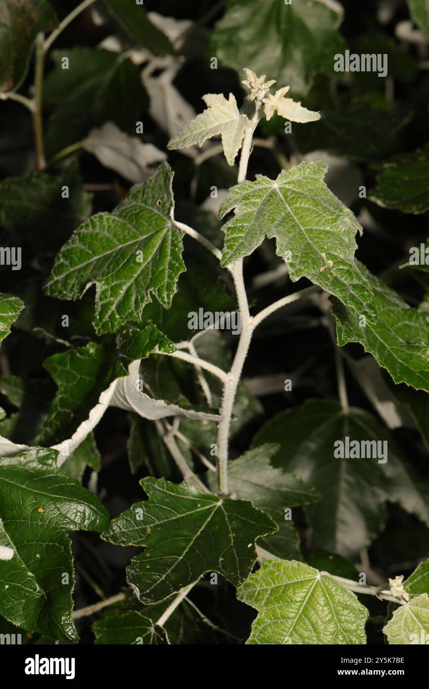 white poplar (Populus alba) Plantae Stock Photo - Alamy
