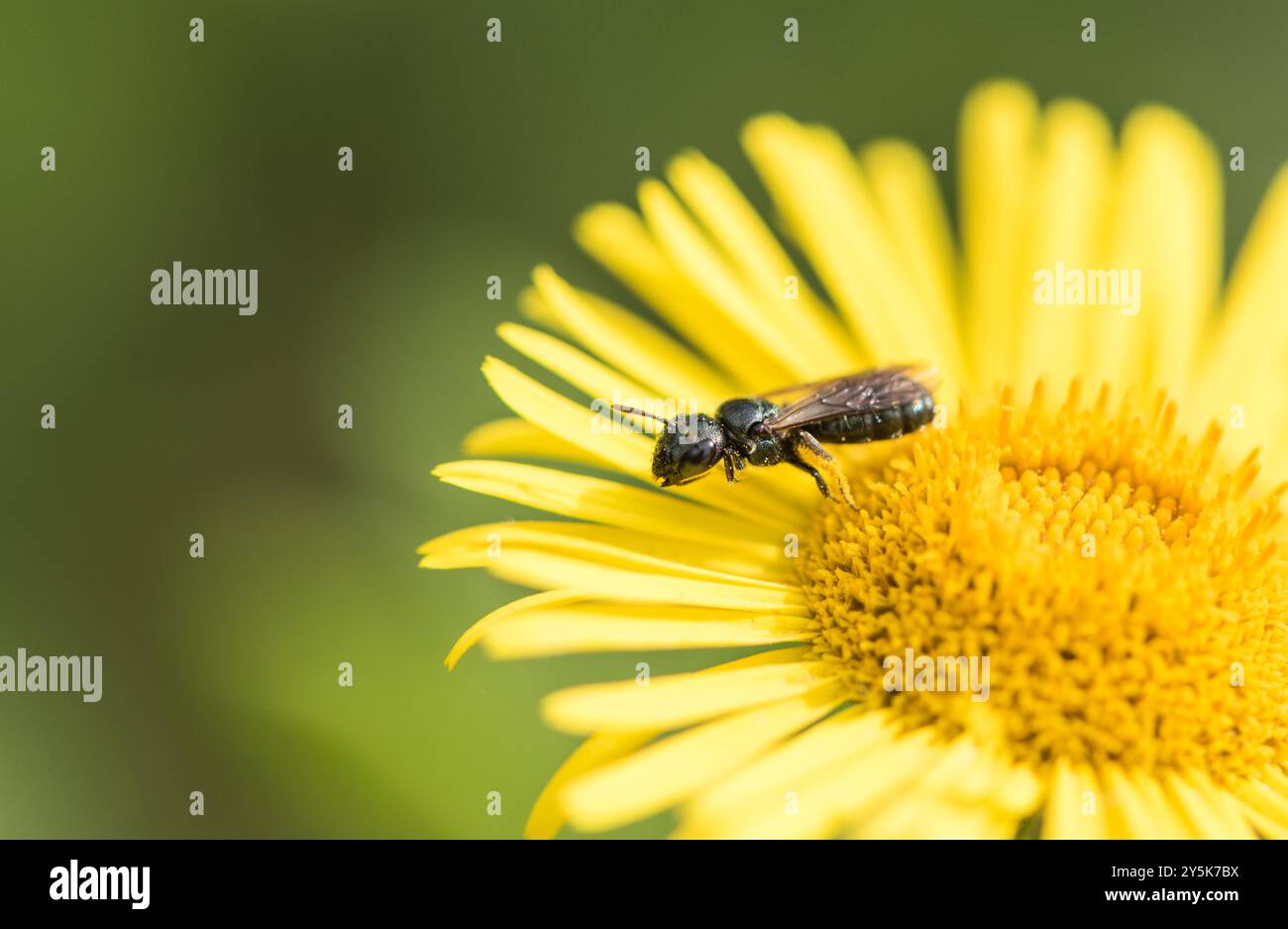 Little Blue Carpenter Bee (Ceratina cyanea) on Fleabane flower at ...