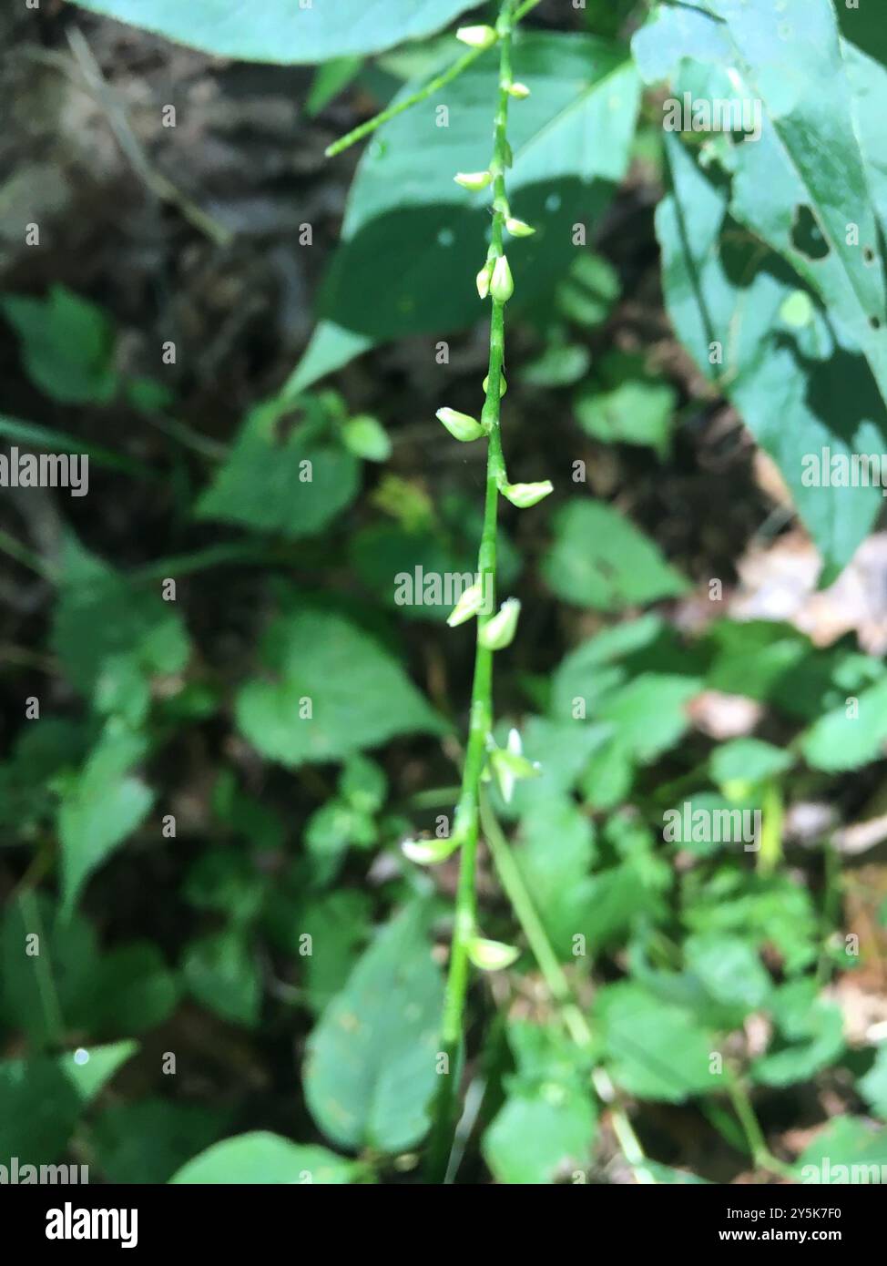 American jumpseed (Persicaria virginiana) Plantae Stock Photo - Alamy