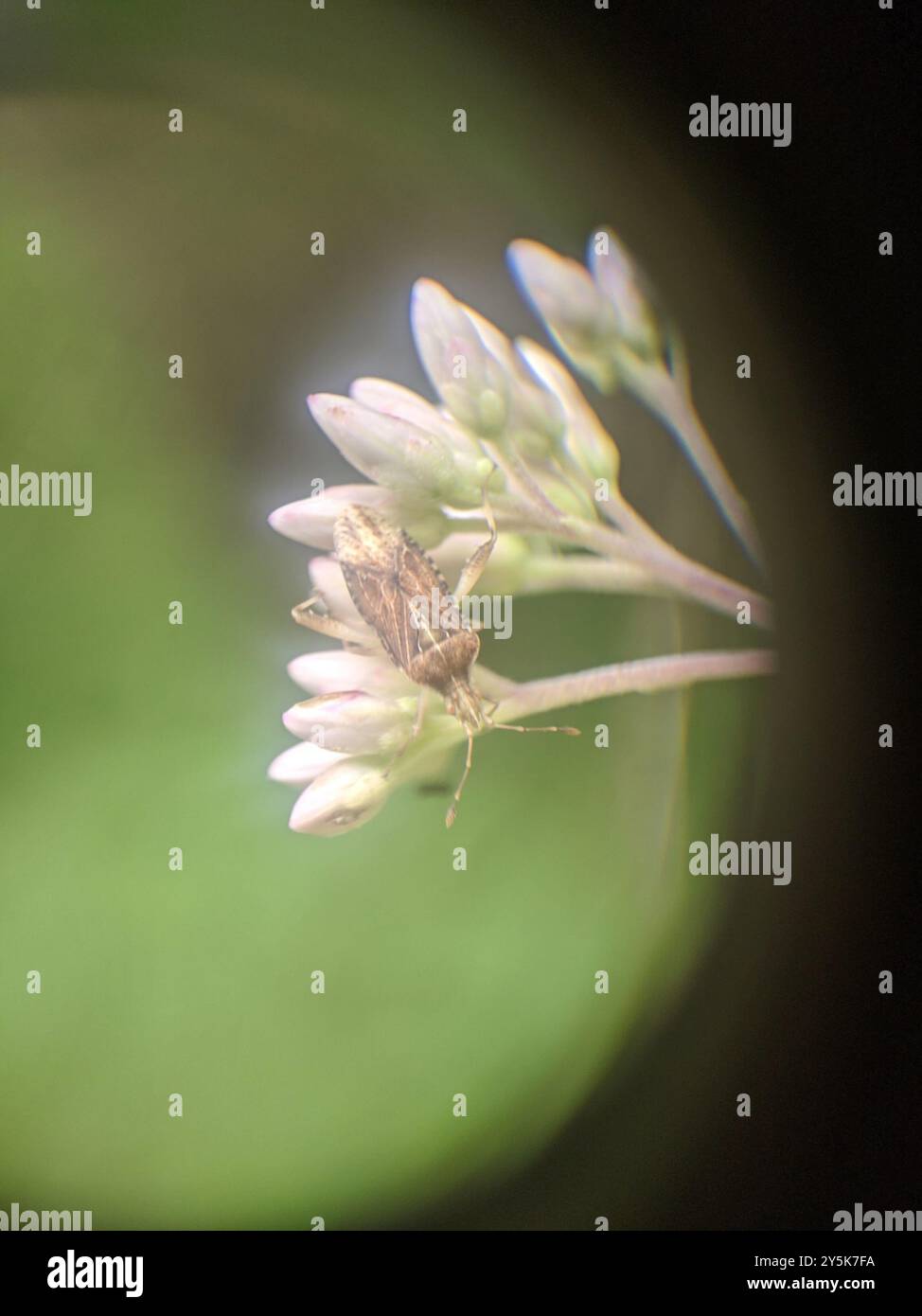 False chinch bugs (Nysius) Insecta Stock Photo - Alamy