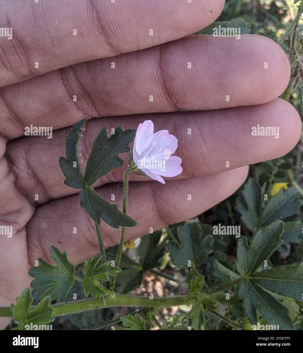 flowering plants (Angiospermae) Plantae Stock Photo - Alamy