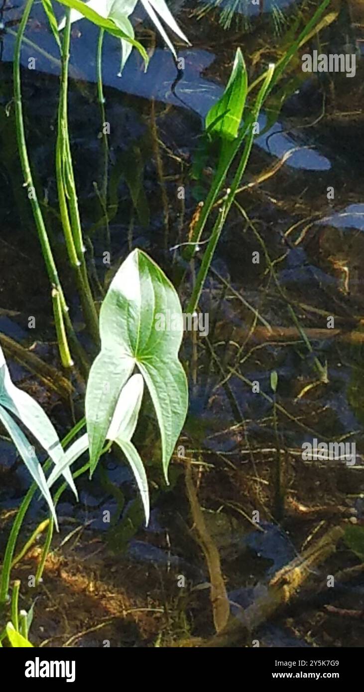broadleaf arrowhead (Sagittaria latifolia) Plantae Stock Photo - Alamy