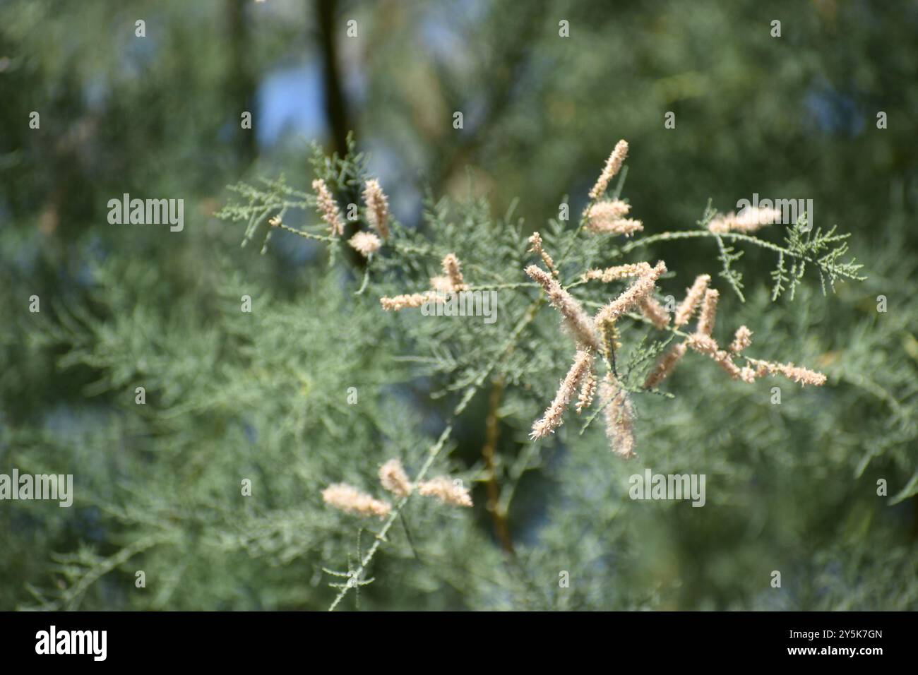 saltcedar (Tamarix ramosissima) Plantae Stock Photo - Alamy