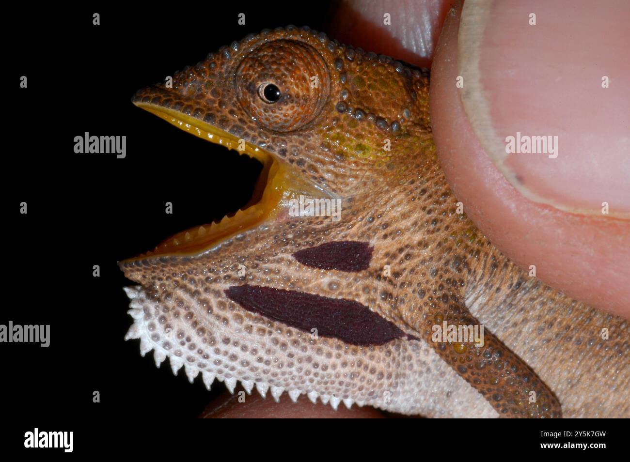 Smith's Dwarf Chamaeleon (Bradypodion taeniabronchum) Reptilia Stock ...