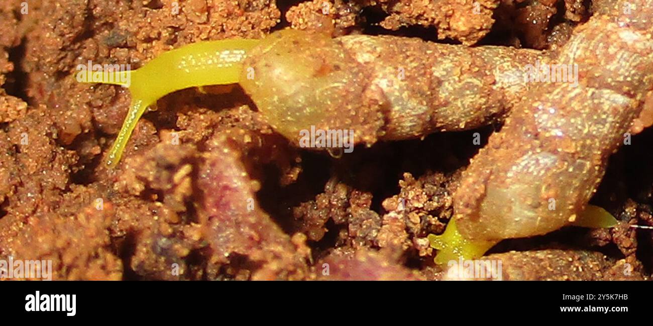 Awl Snails and Allies (Subulininae) Mollusca Stock Photo - Alamy