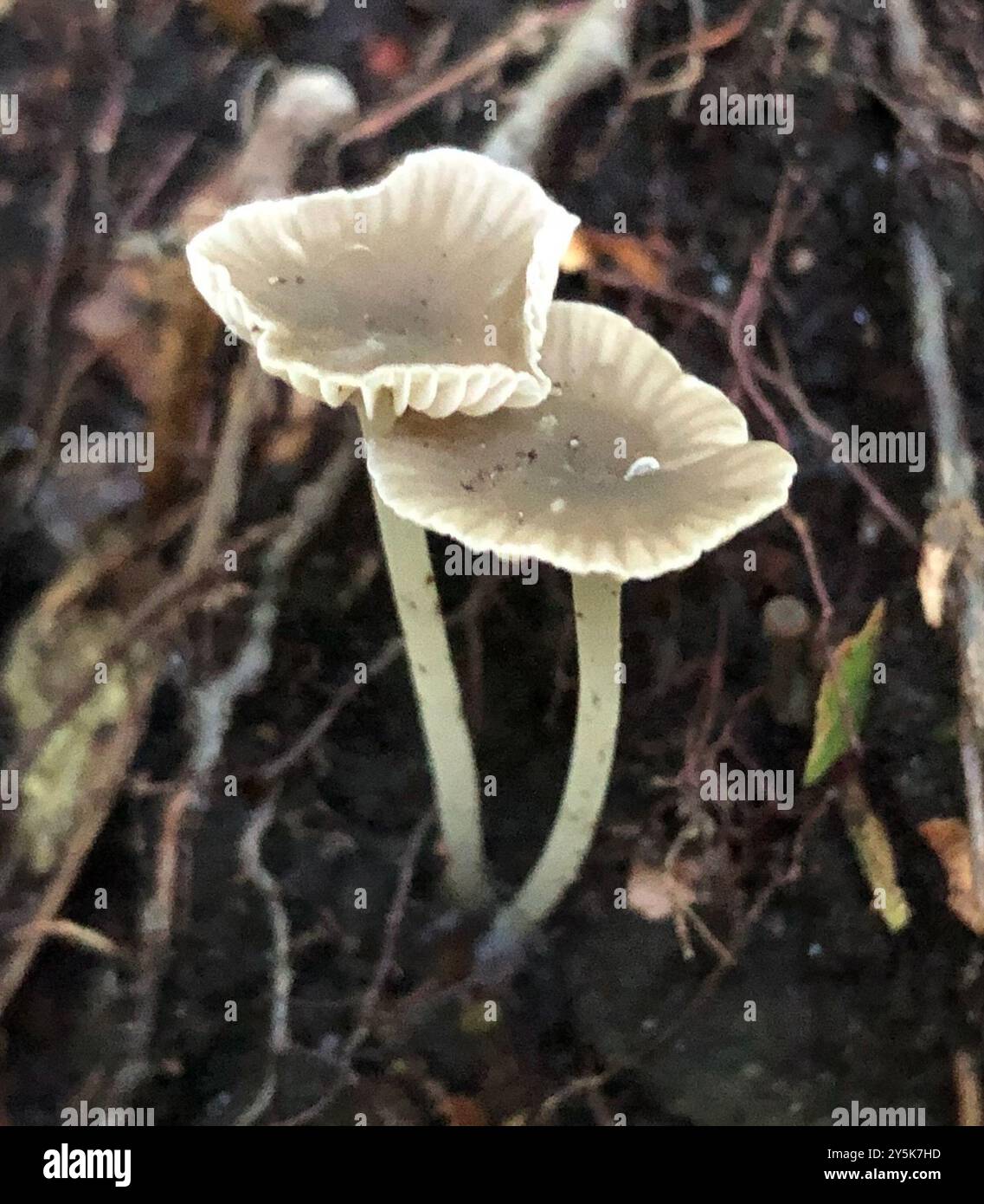 (Hydropus praedecurrens) Fungi Stock Photo - Alamy
