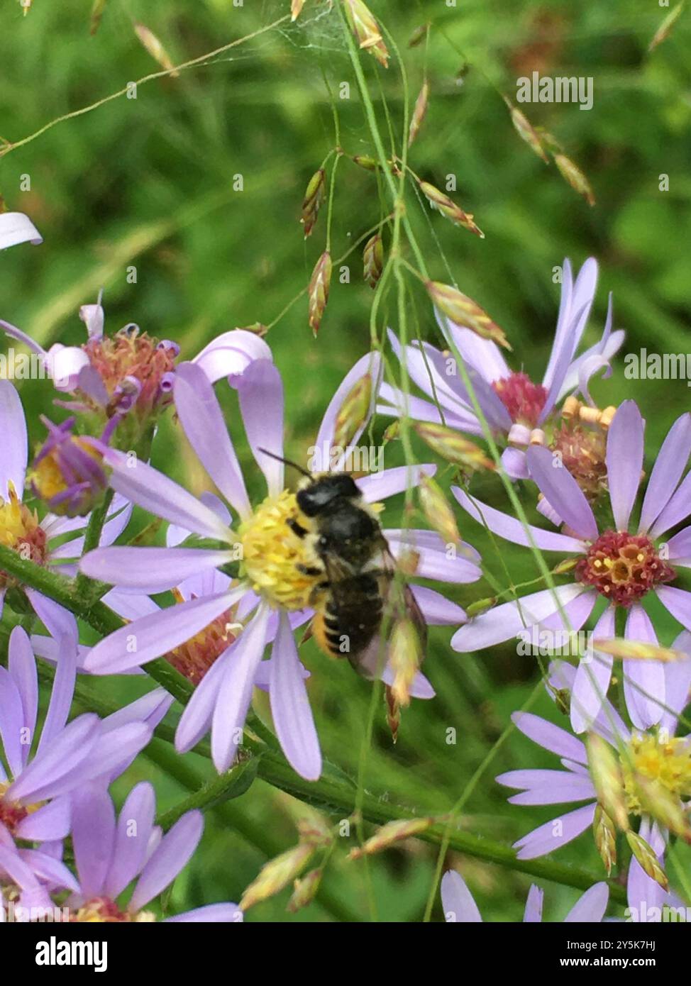 Golden-tailed Leafcutter Bee (Megachile relativa) Insecta Stock Photo ...