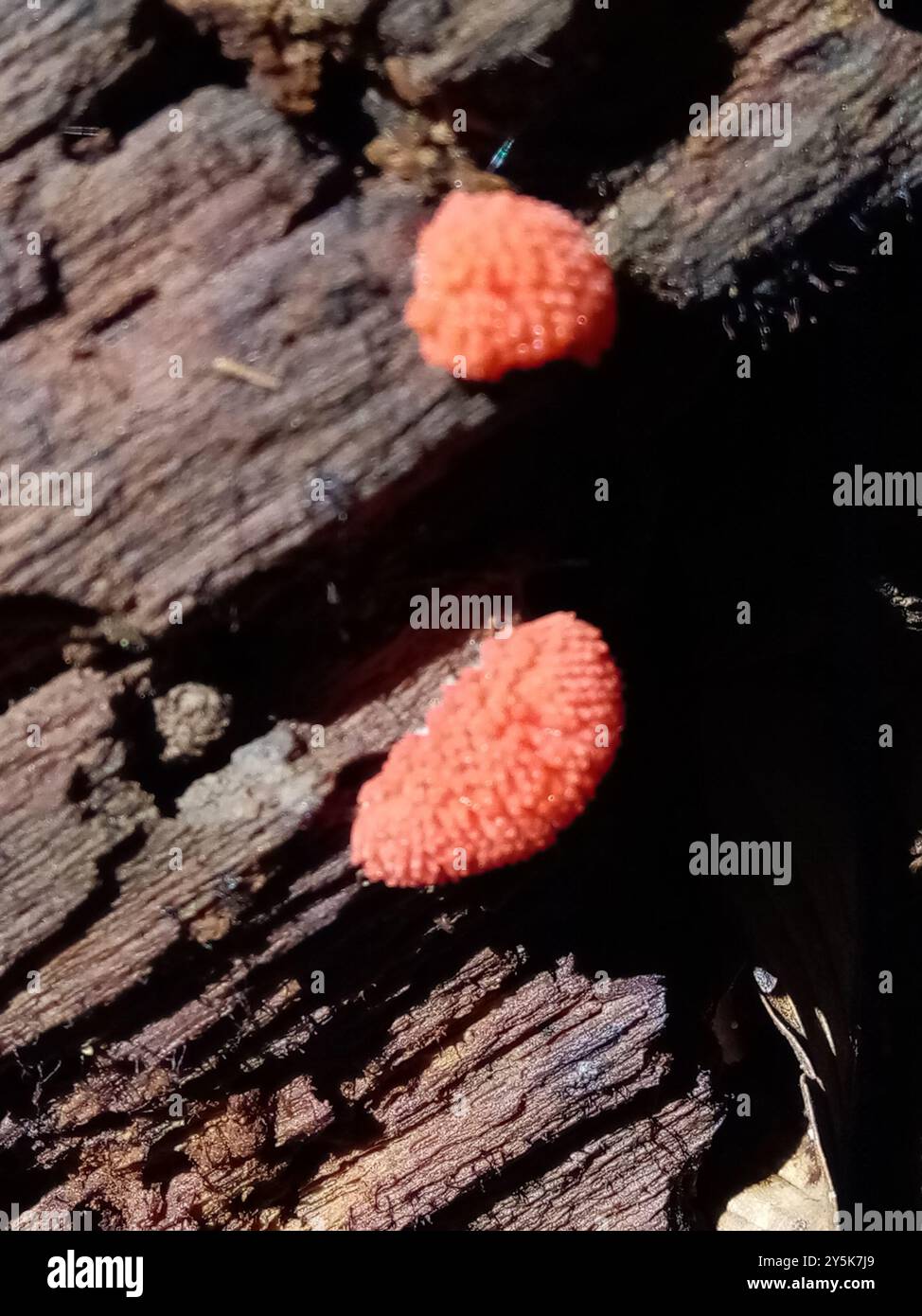 Red Raspberry Slime Mold (Tubifera ferruginosa) Protozoa Stock Photo ...