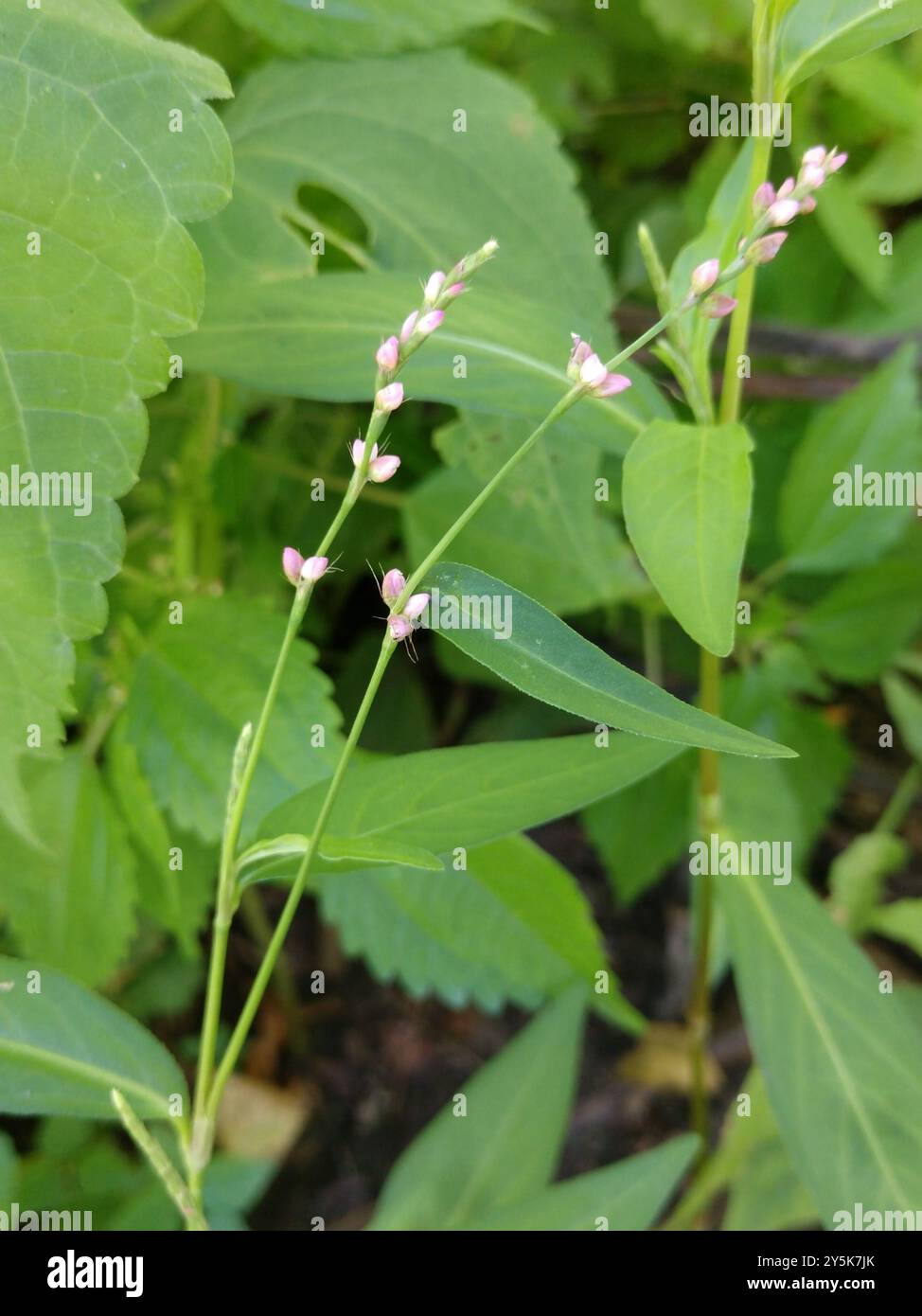 low smartweed (Persicaria longiseta) Plantae Stock Photo - Alamy
