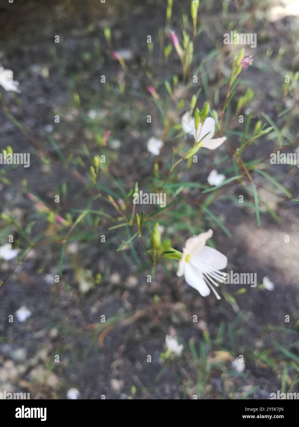 Diffuse Groundsmoke (Gayophytum diffusum diffusum) Plantae Stock Photo ...