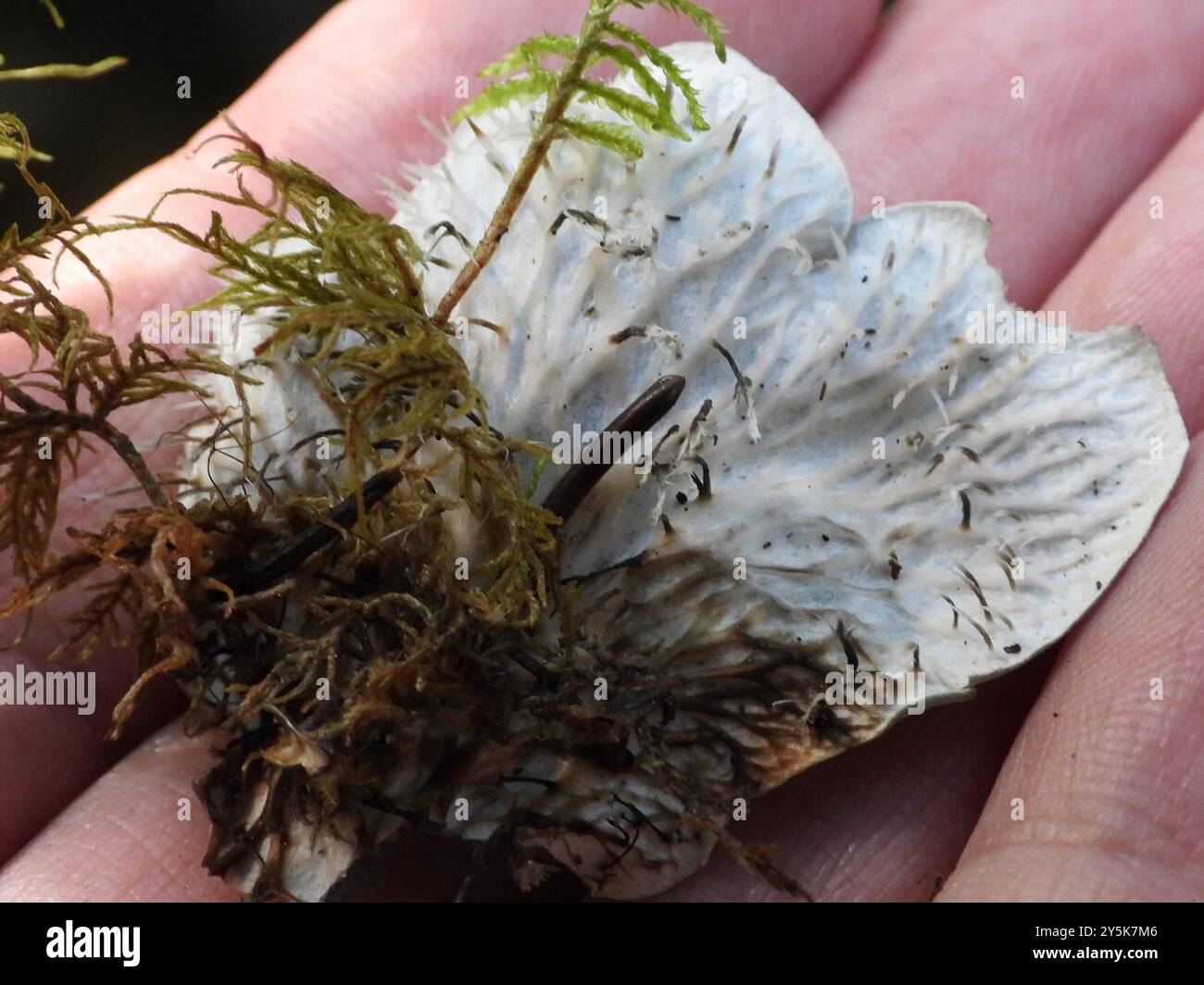 scaly pelt lichen (Peltigera praetextata) Fungi Stock Photo - Alamy