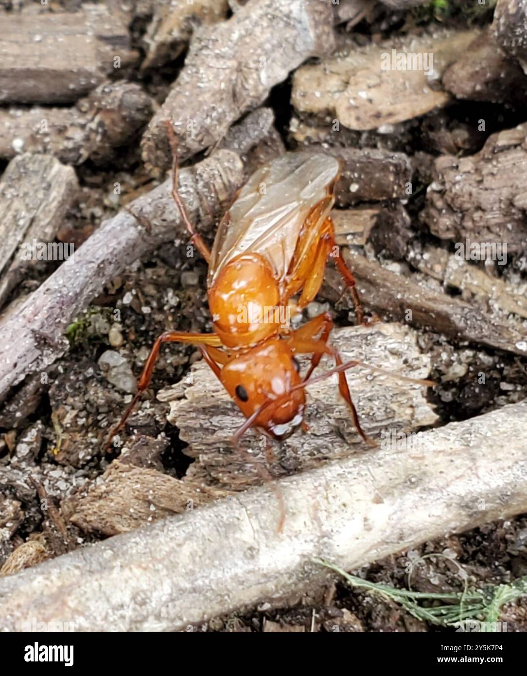 Chestnut Carpenter Ant (Camponotus castaneus) Insecta Stock Photo - Alamy
