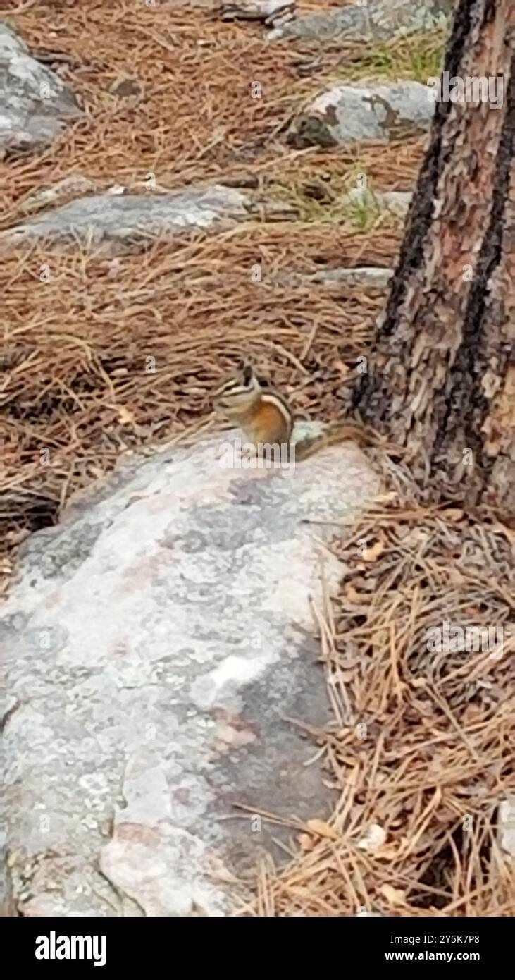 Gray-collared Chipmunk (Neotamias cinereicollis) Mammalia Stock Photo ...