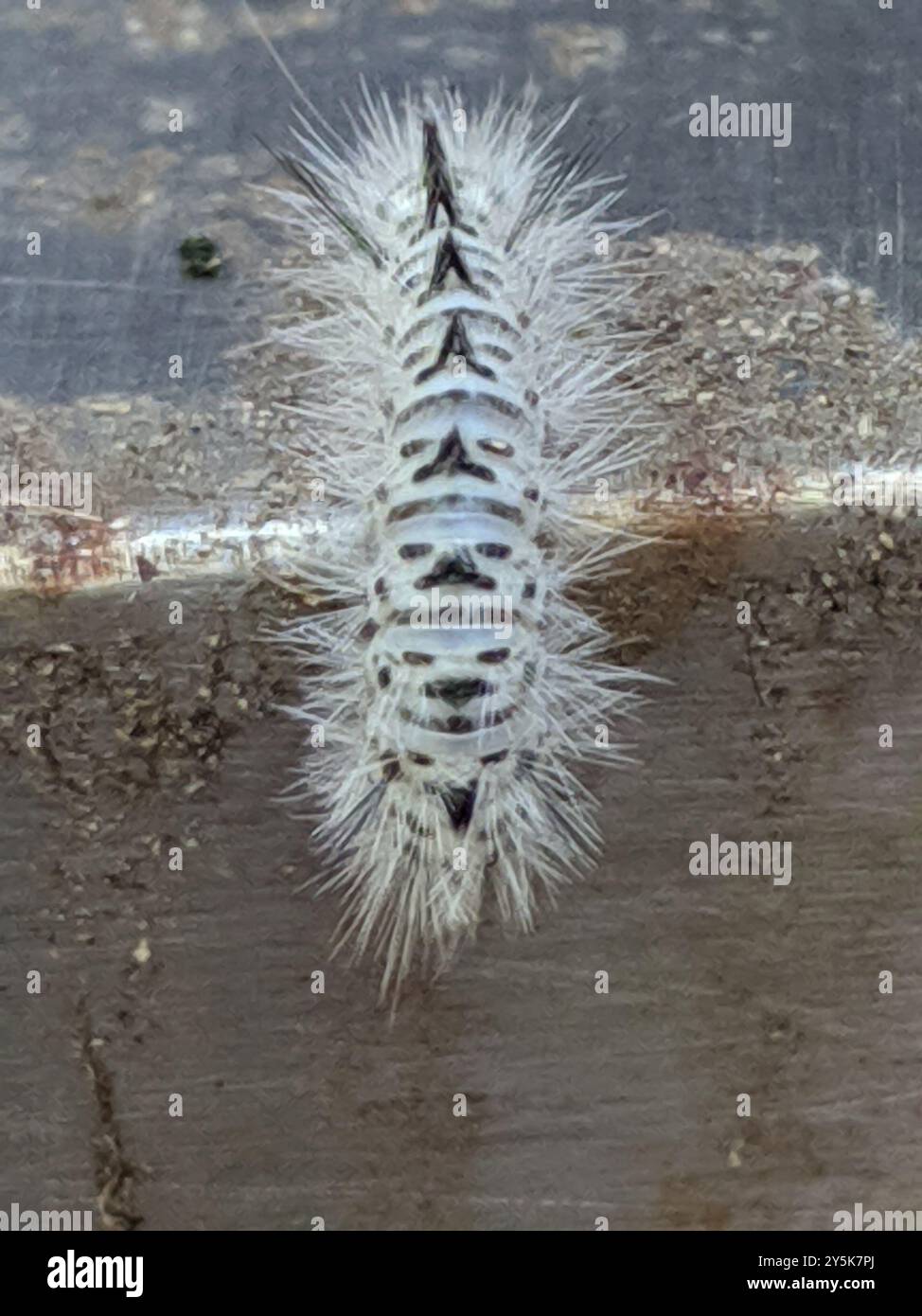 Hickory Tussock Moth (Lophocampa caryae) Insecta Stock Photo - Alamy