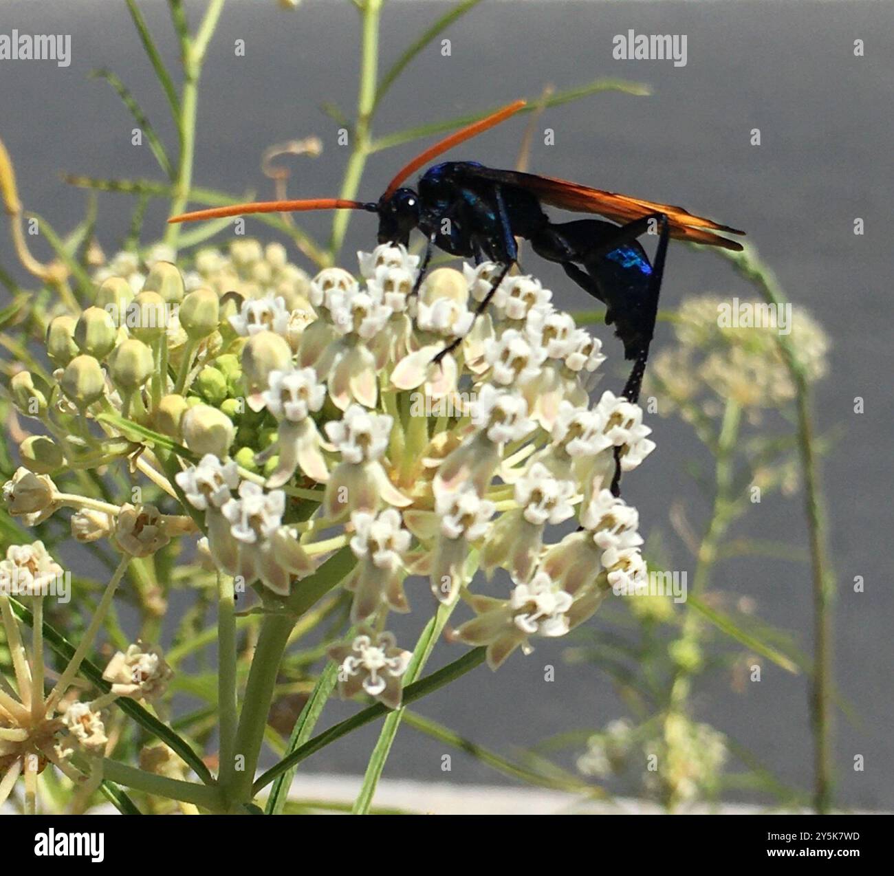 New World Tarantula-hawk Wasps (Pepsis) Insecta Stock Photo - Alamy