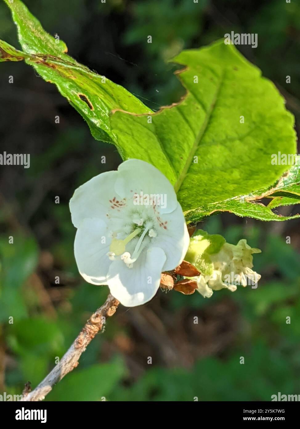 White-flowered Rhododendron (Rhododendron albiflorum) Plantae Stock ...