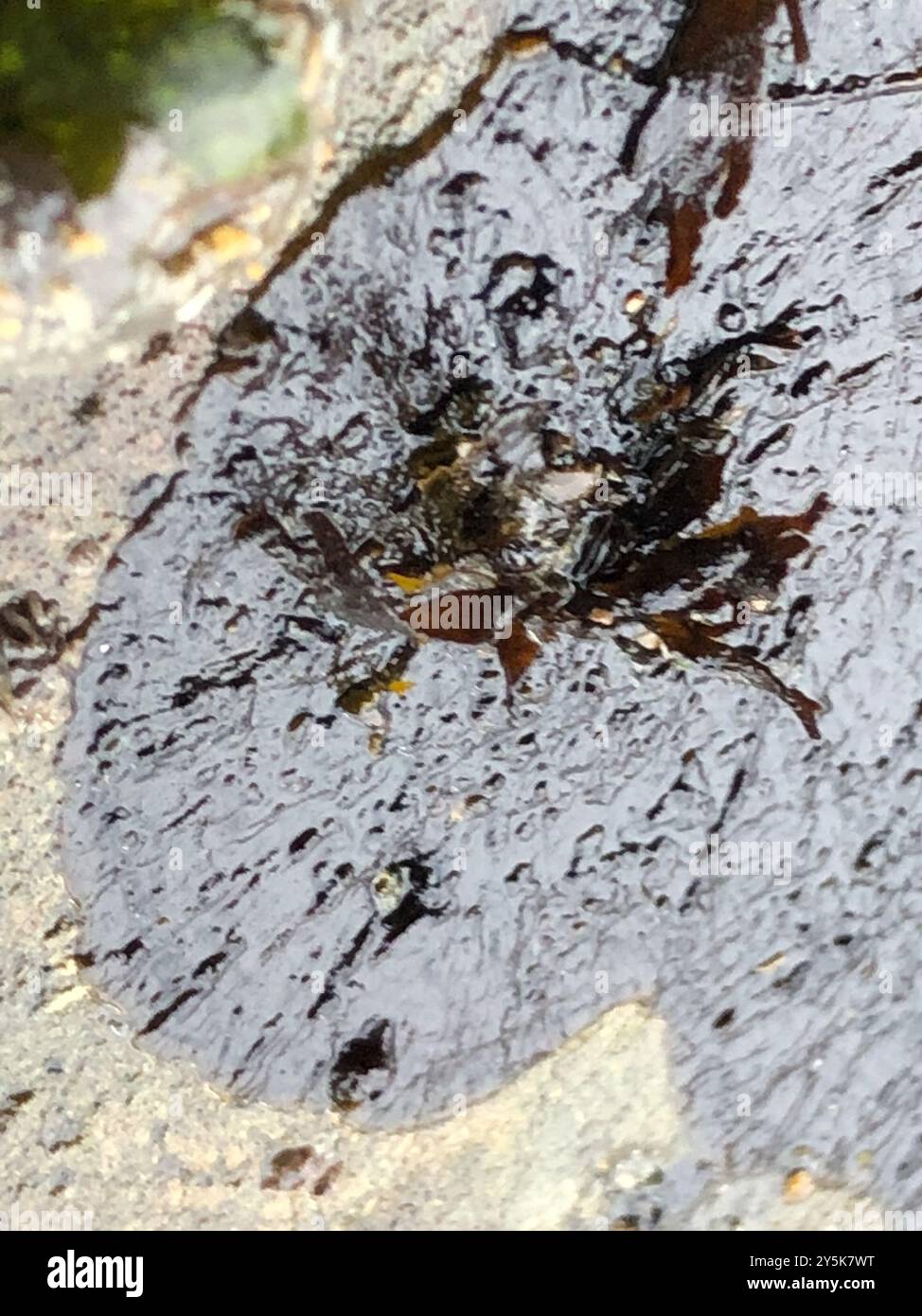 encrusting red algae (Mastocarpus) Plantae Stock Photo - Alamy
