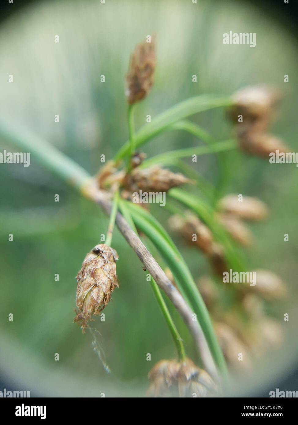 soft-stemmed bulrush (Schoenoplectus tabernaemontani) Plantae Stock ...
