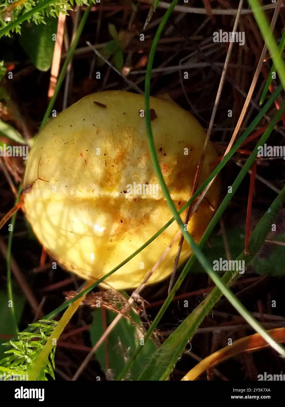 Slippery Jacks (Suillus) Fungi Stock Photo - Alamy