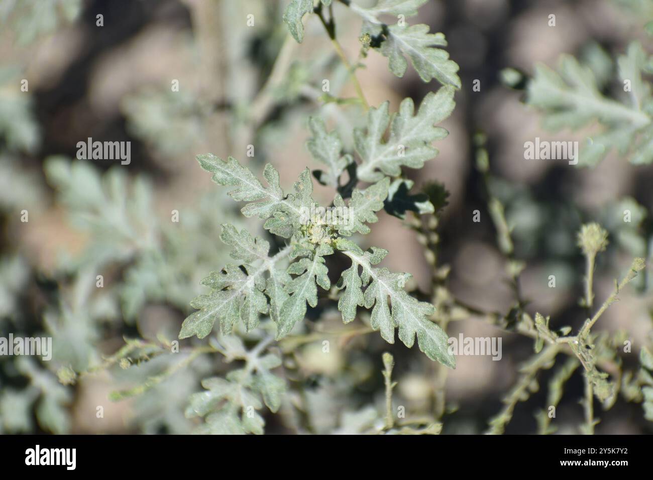 Valley Lessingia (Lessingia glandulifera) Plantae Stock Photo - Alamy