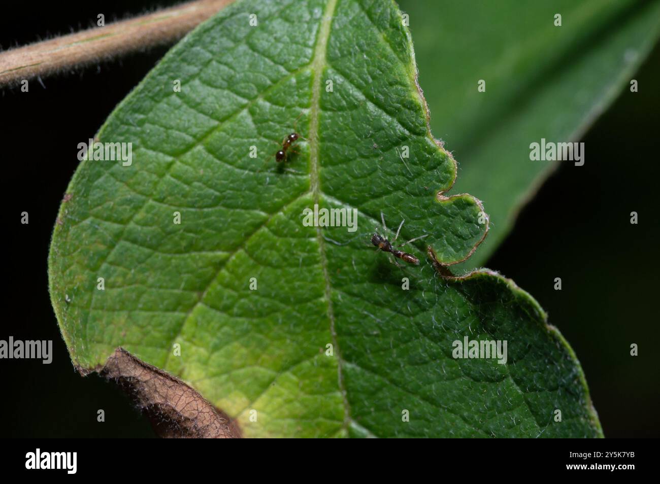 Slender Ant-mimic Jumping Spider (Synemosyna formica) Arachnida Stock ...
