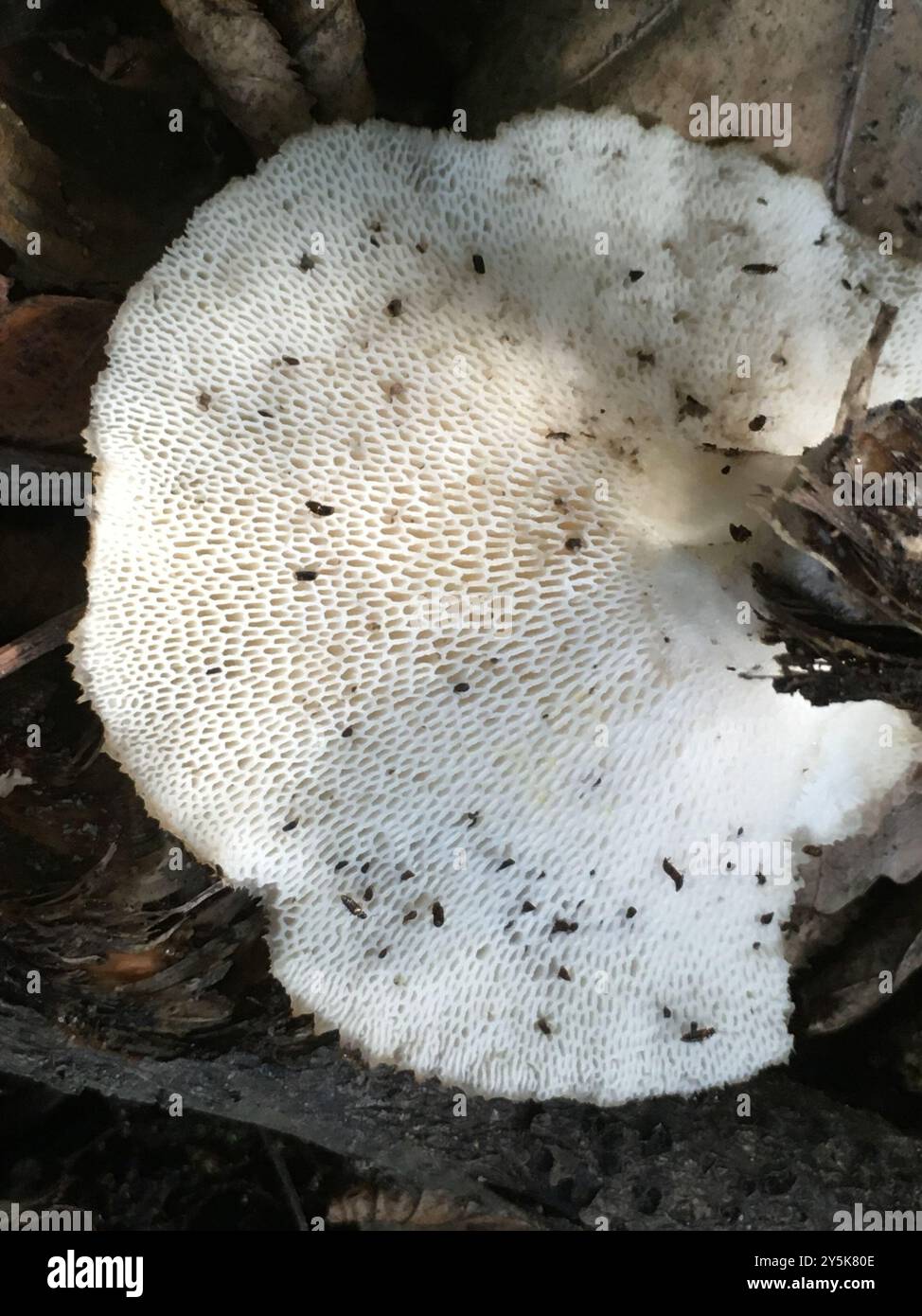 Polyporus tuberaster hi-res stock photography and images - Alamy