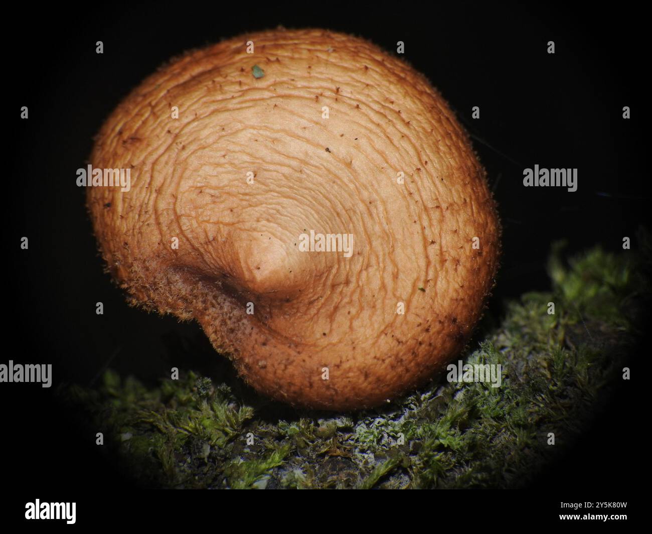 hexagonal-pored polypore (Neofavolus alveolaris) Fungi Stock Photo - Alamy